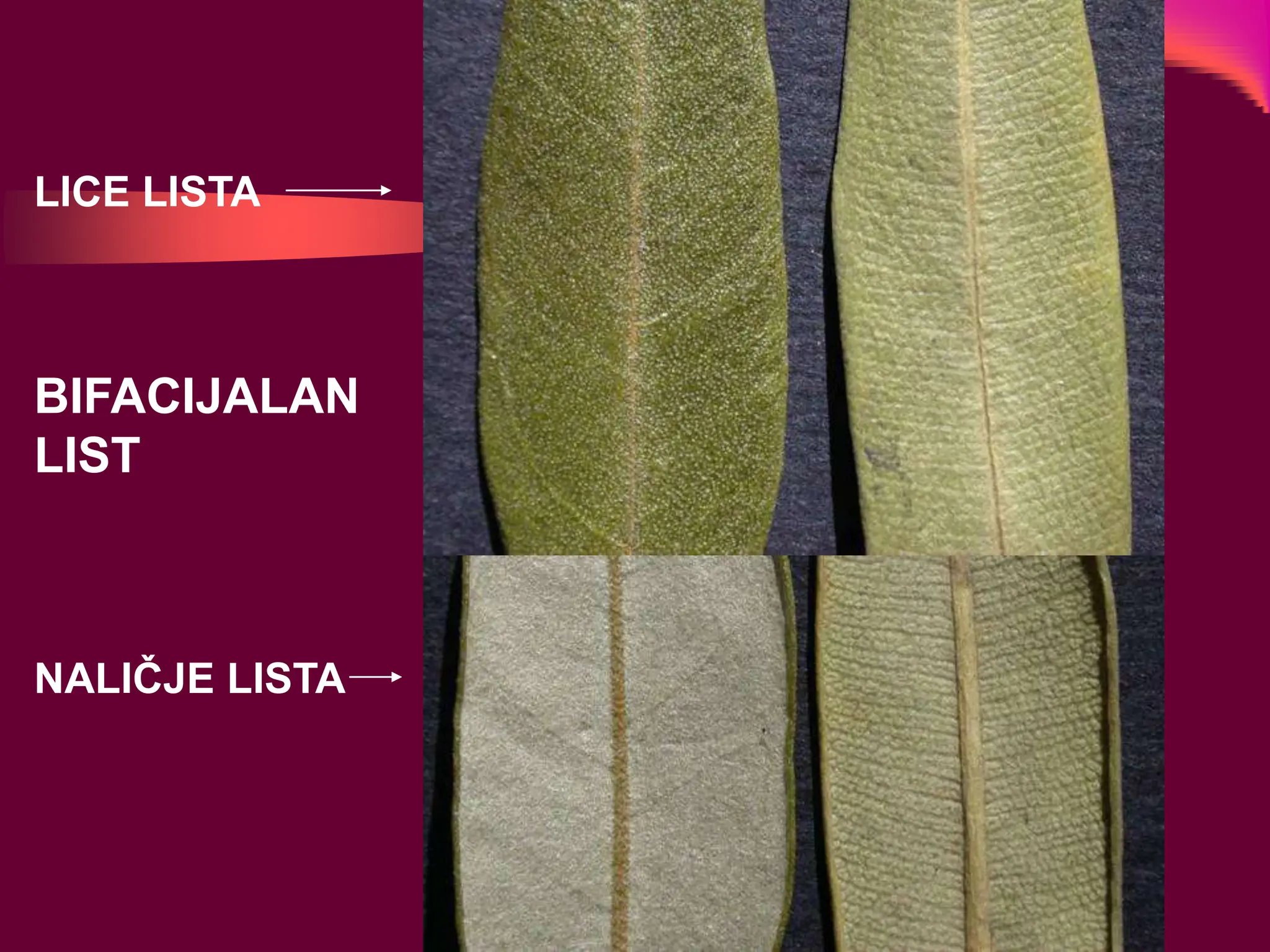 List - biljni organi, dijelovi biljke.pptx
