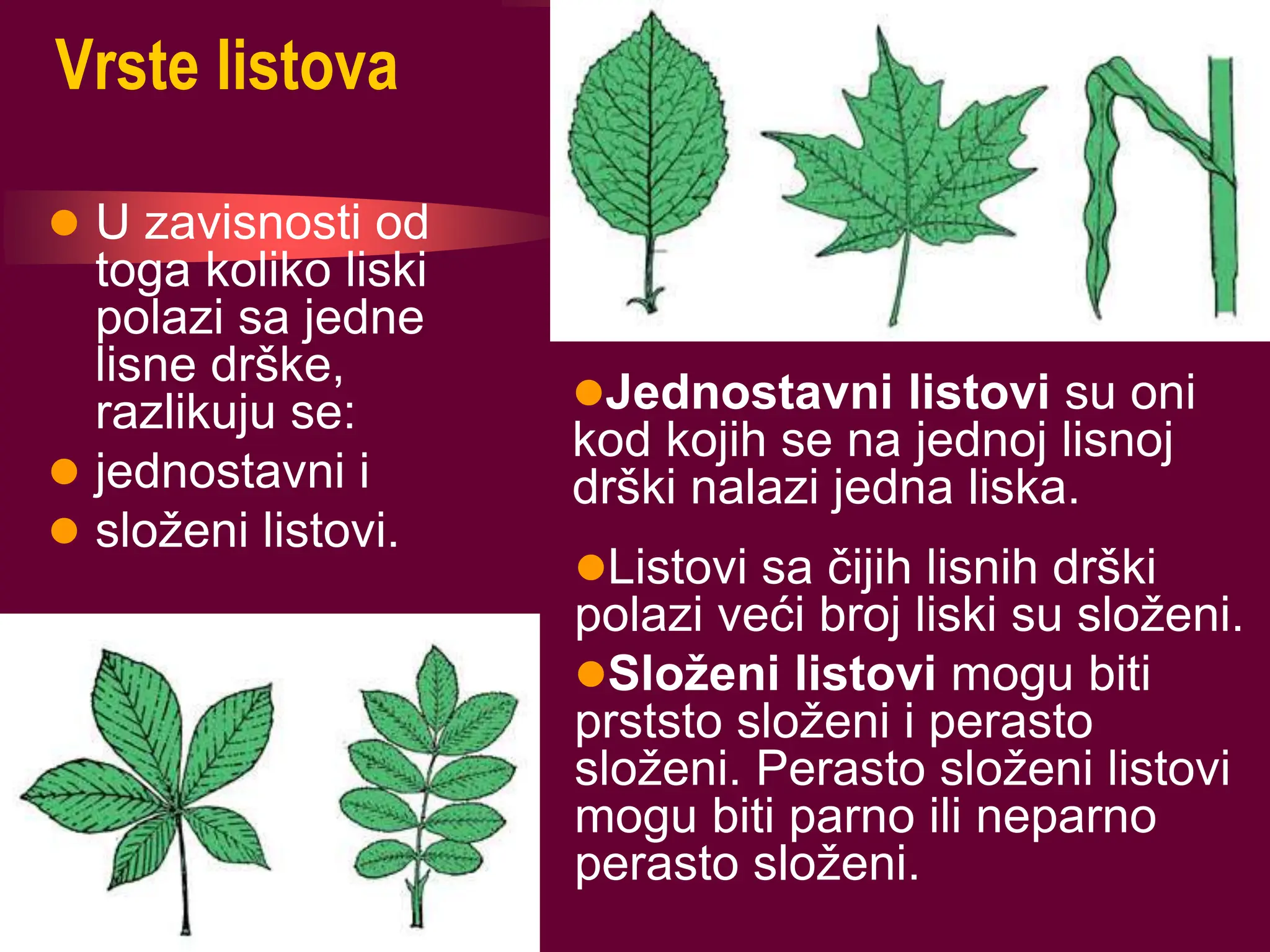 List - biljni organi, dijelovi biljke.pptx