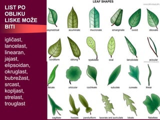 List - biljni organi, dijelovi biljke.pptx