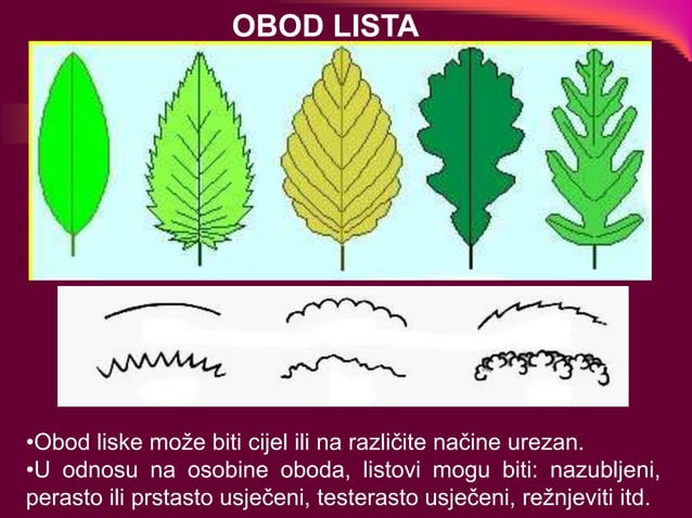 List - biljni organi, dijelovi biljke.pptx