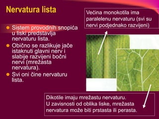 List - biljni organi, dijelovi biljke.pptx