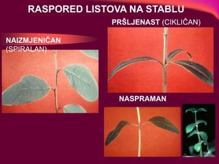 List - biljni organi, dijelovi biljke.pptx