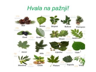 List - biljni organi, dijelovi biljke.pptx