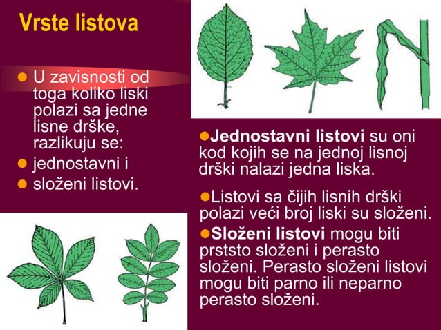 List - biljni organi, dijelovi biljke.pptx