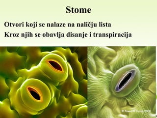 List | PPT