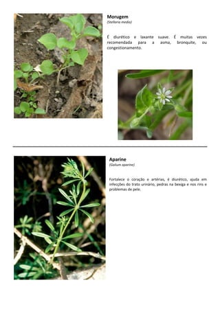 Lista de plantas e ervas comestIveis | PDF