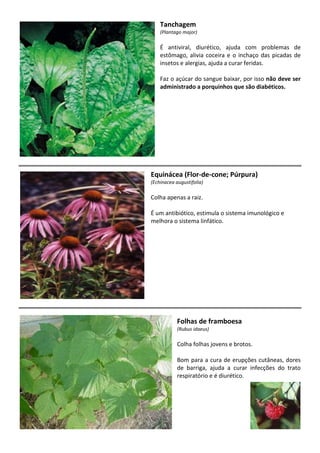 Lista de plantas e ervas comestíveis | PDF
