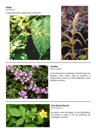 Lista de plantas e ervas comestíveis | PDF