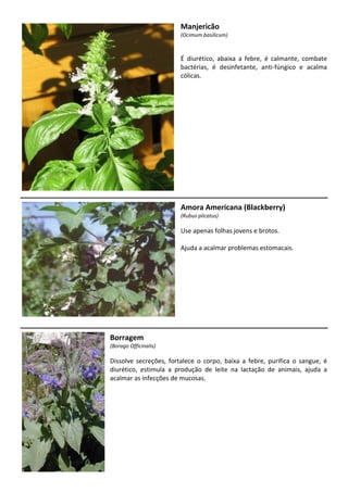 Lista de plantas e ervas comestíveis | PDF