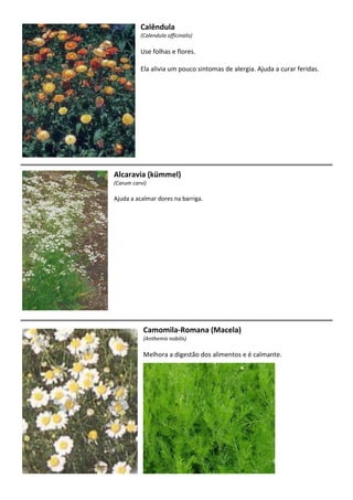 Lista de plantas e ervas comestíveis | PDF