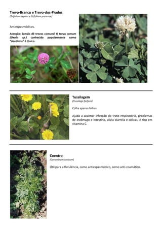 Lista de plantas e ervas comestíveis | PDF