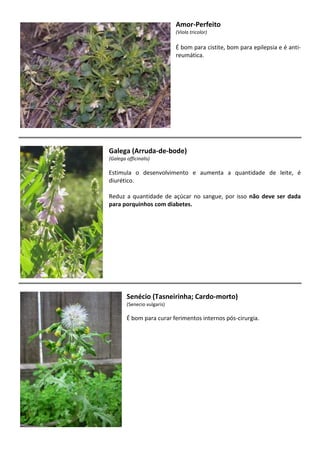 Lista de plantas e ervas comestíveis | PDF