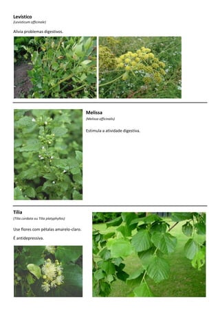 Lista de plantas e ervas comestíveis | PDF