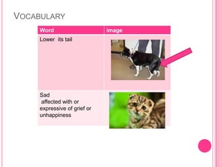 Listening Animal Tails | PPTX