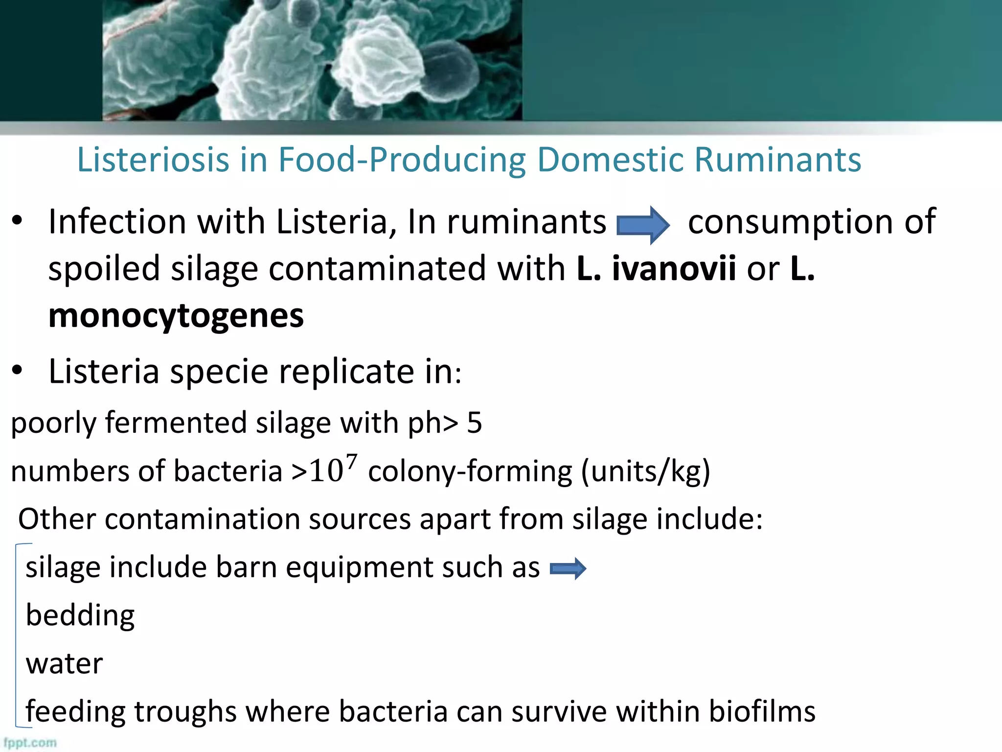 listeria food borne.pptx
