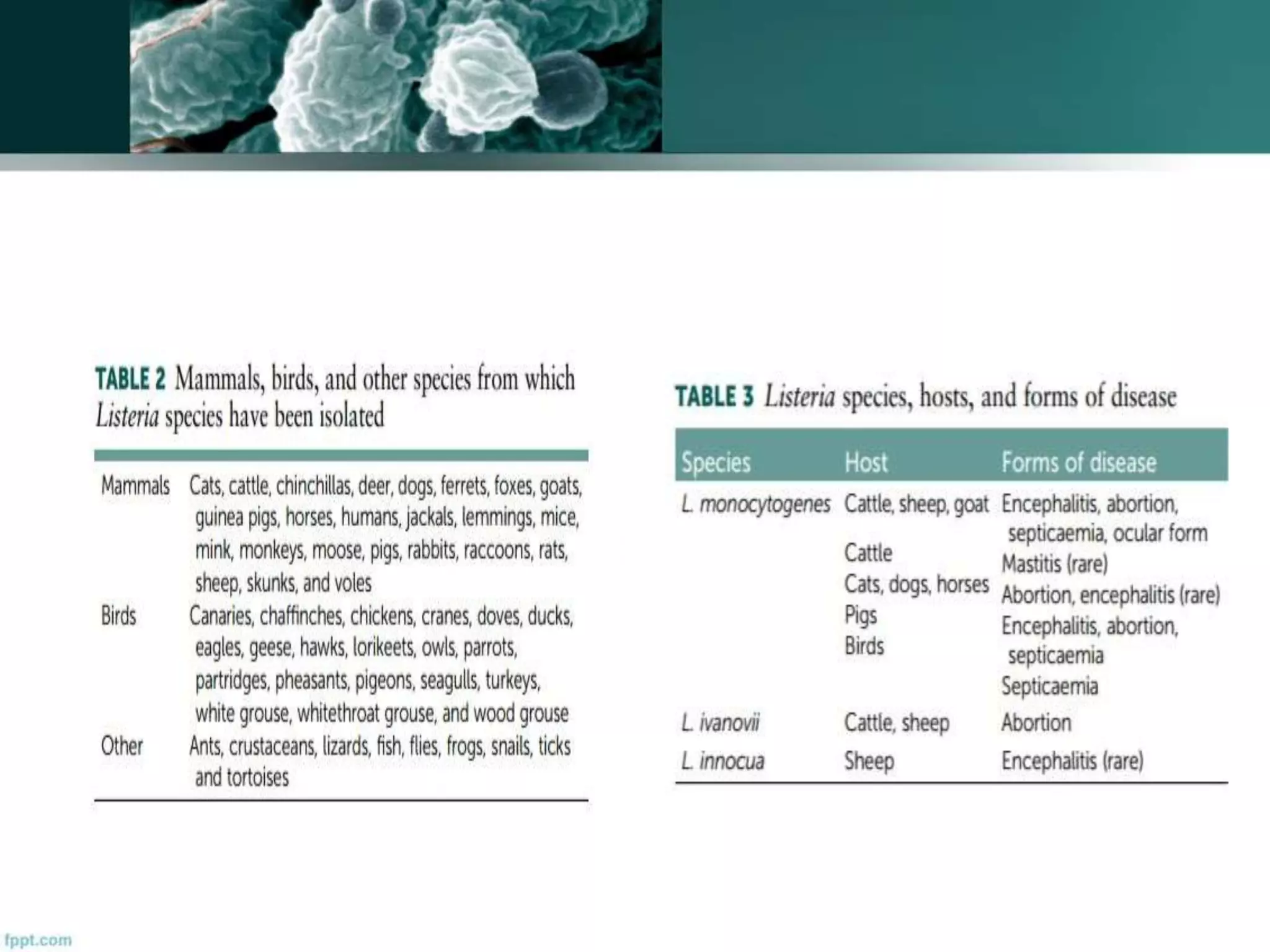 listeria food borne.pptx