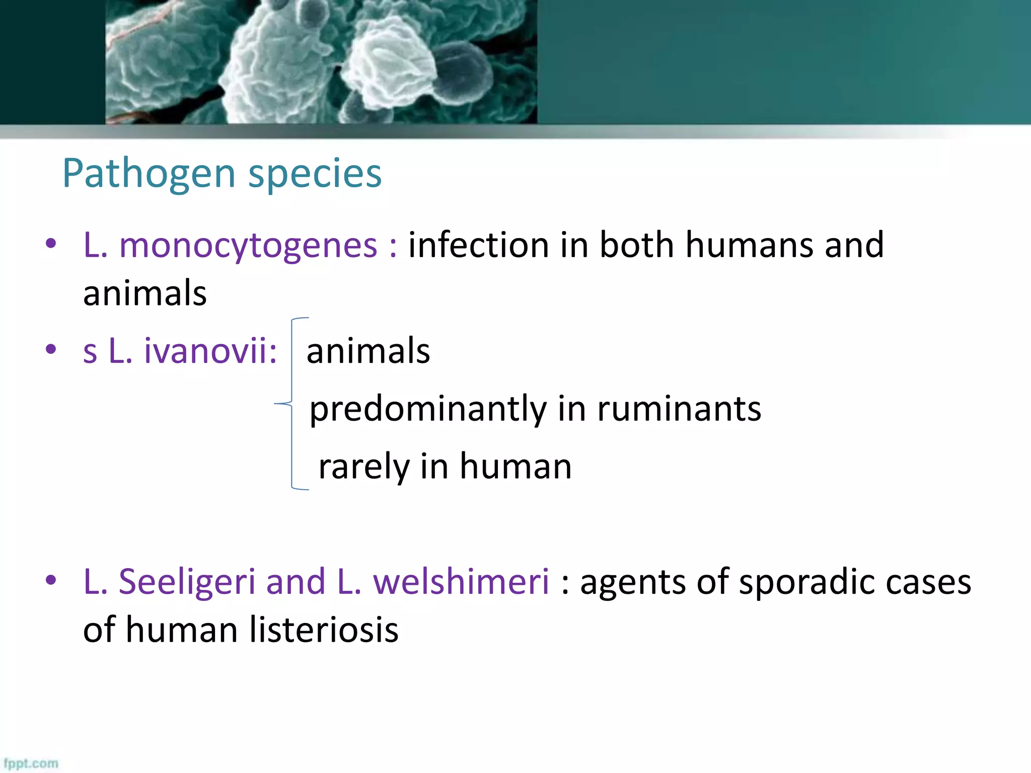 listeria food borne.pptx