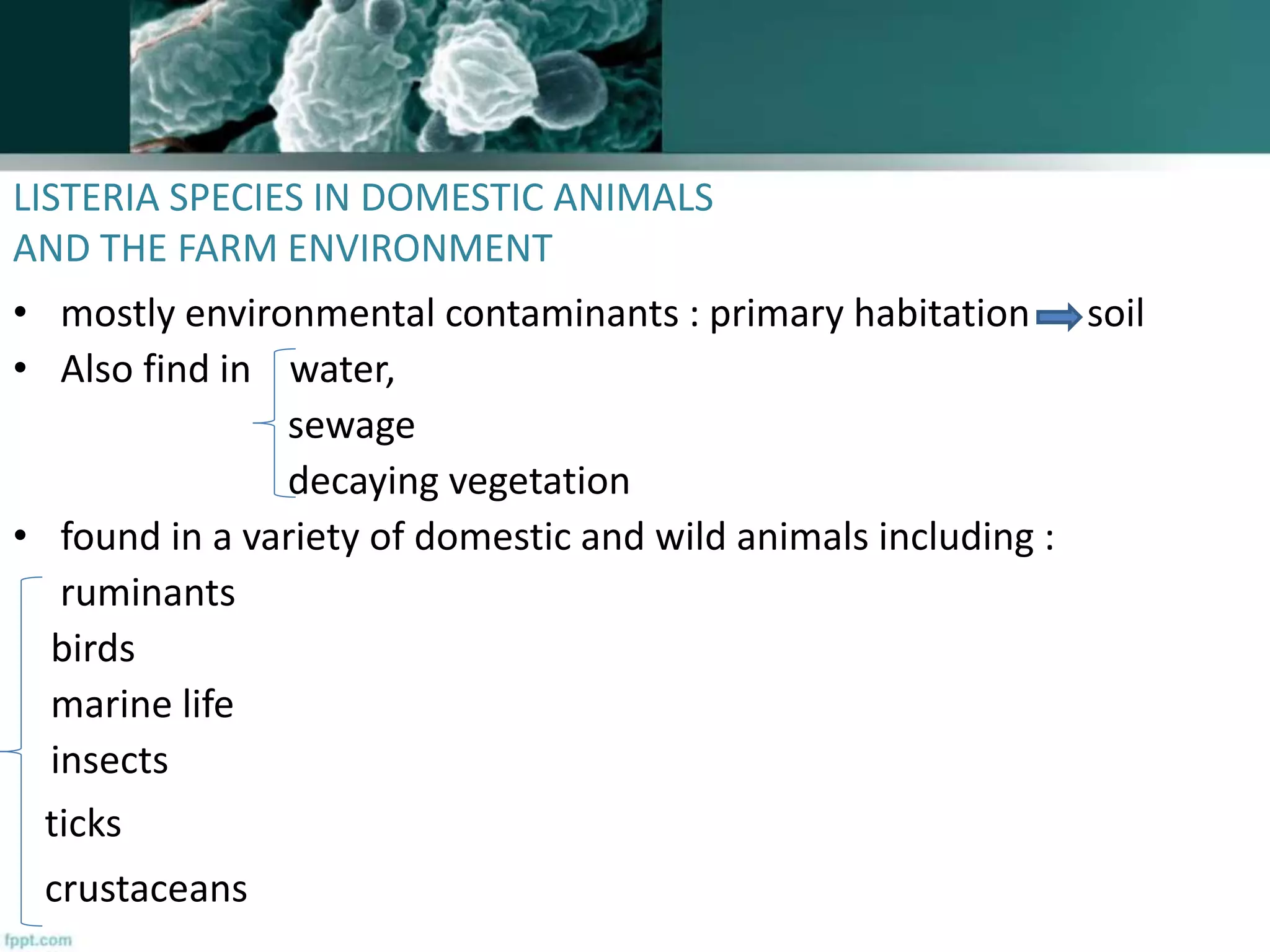 listeria food borne.pptx