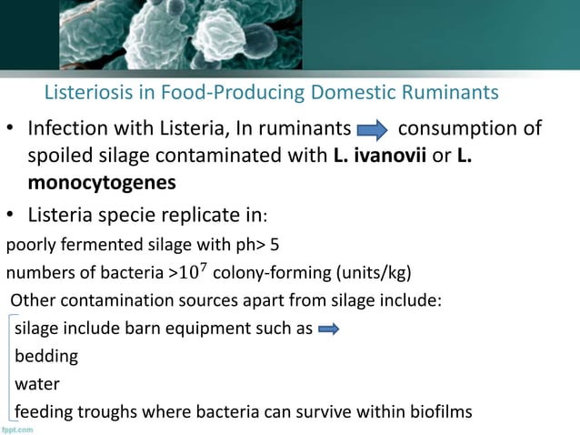 listeria food borne.pptx | Chemistry | Science