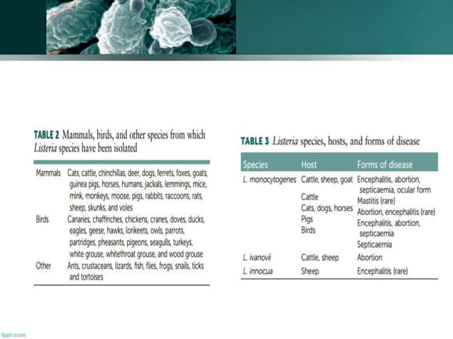 listeria food borne.pptx | Chemistry | Science