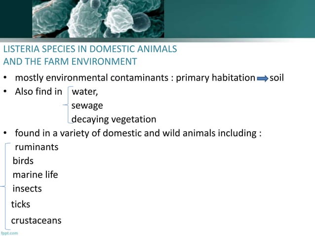 listeria food borne.pptx | Chemistry | Science