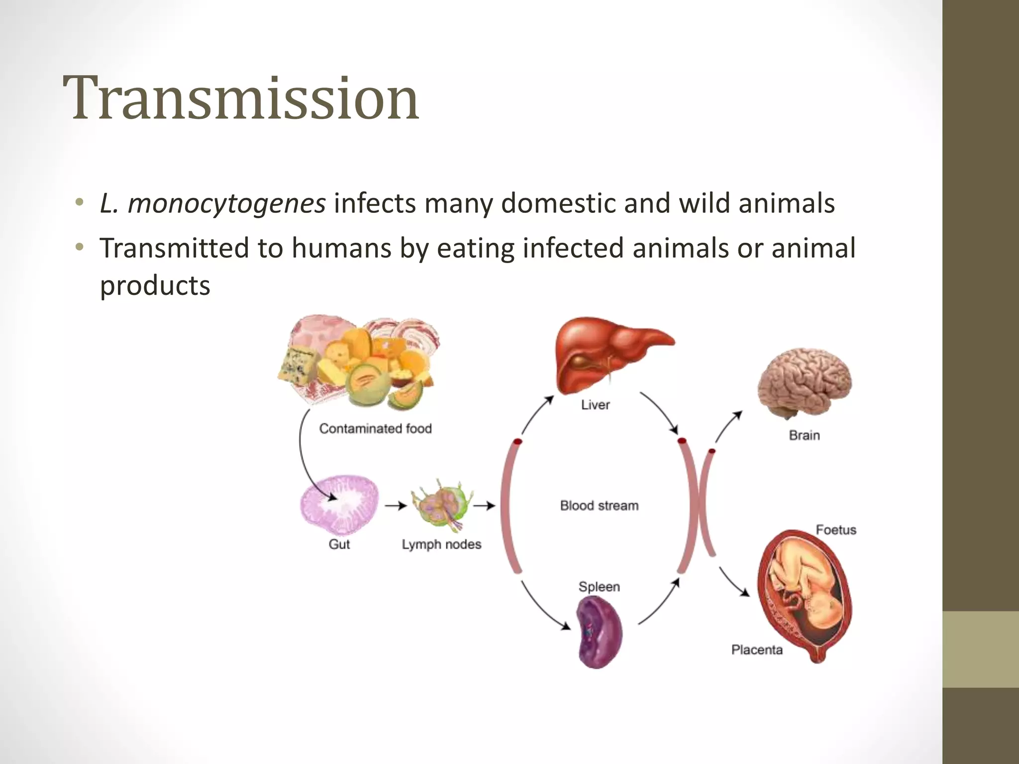 Listeria infection | PPTX