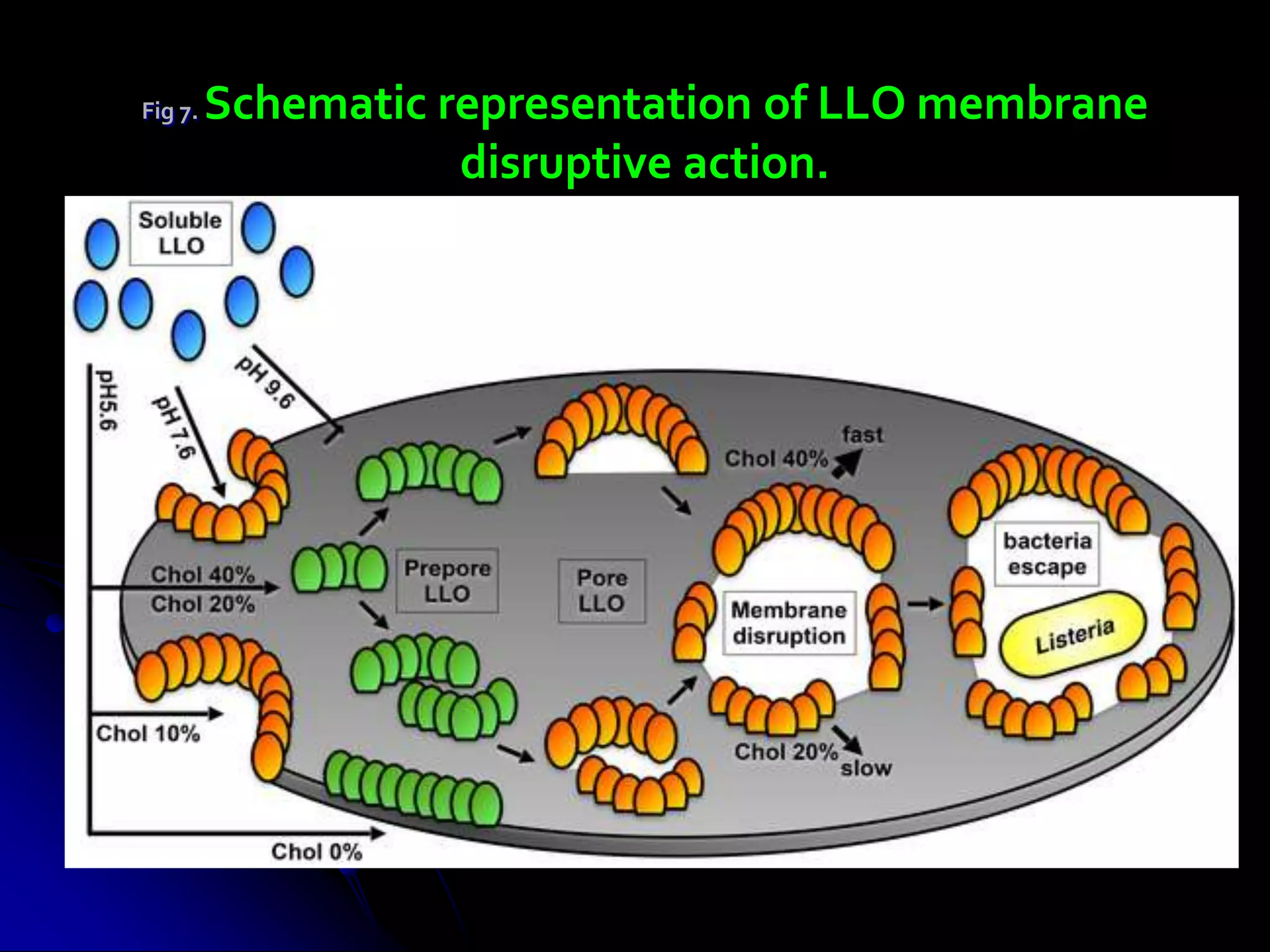 Listeria monocytogenes: A multipotent bacterium | PPTX