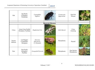 List of insect vector transmitted plant diseases & Terminology | PDF