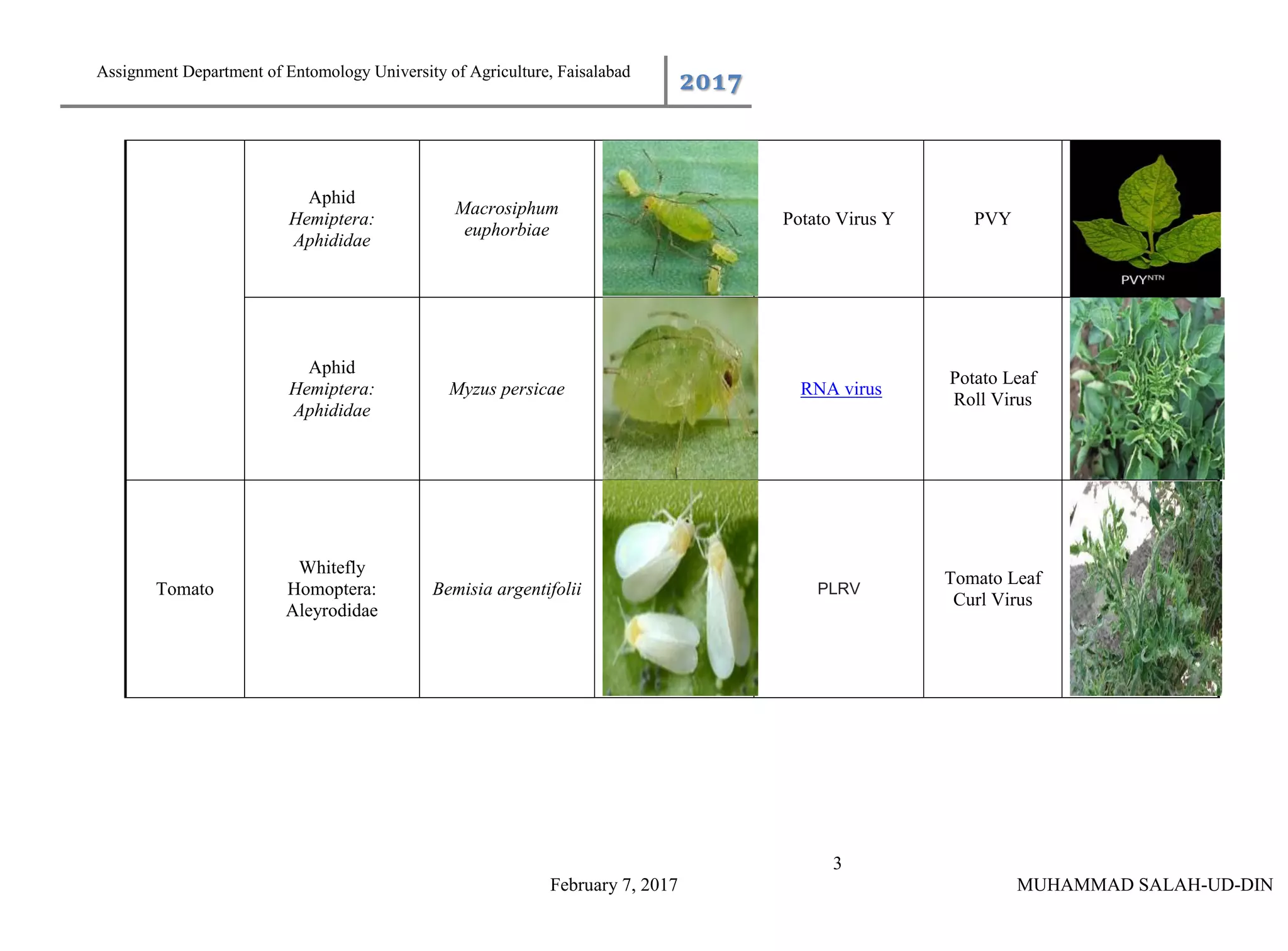 List of Insect Vector Transmitted Plant Diseases & Terminology | PDF