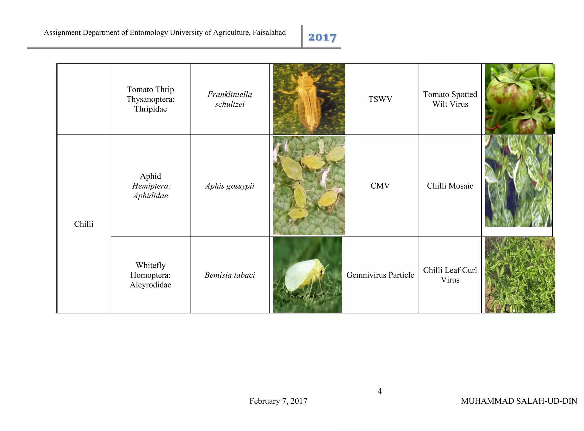 List of Insect Vector Transmitted Plant Diseases & Terminology | PDF