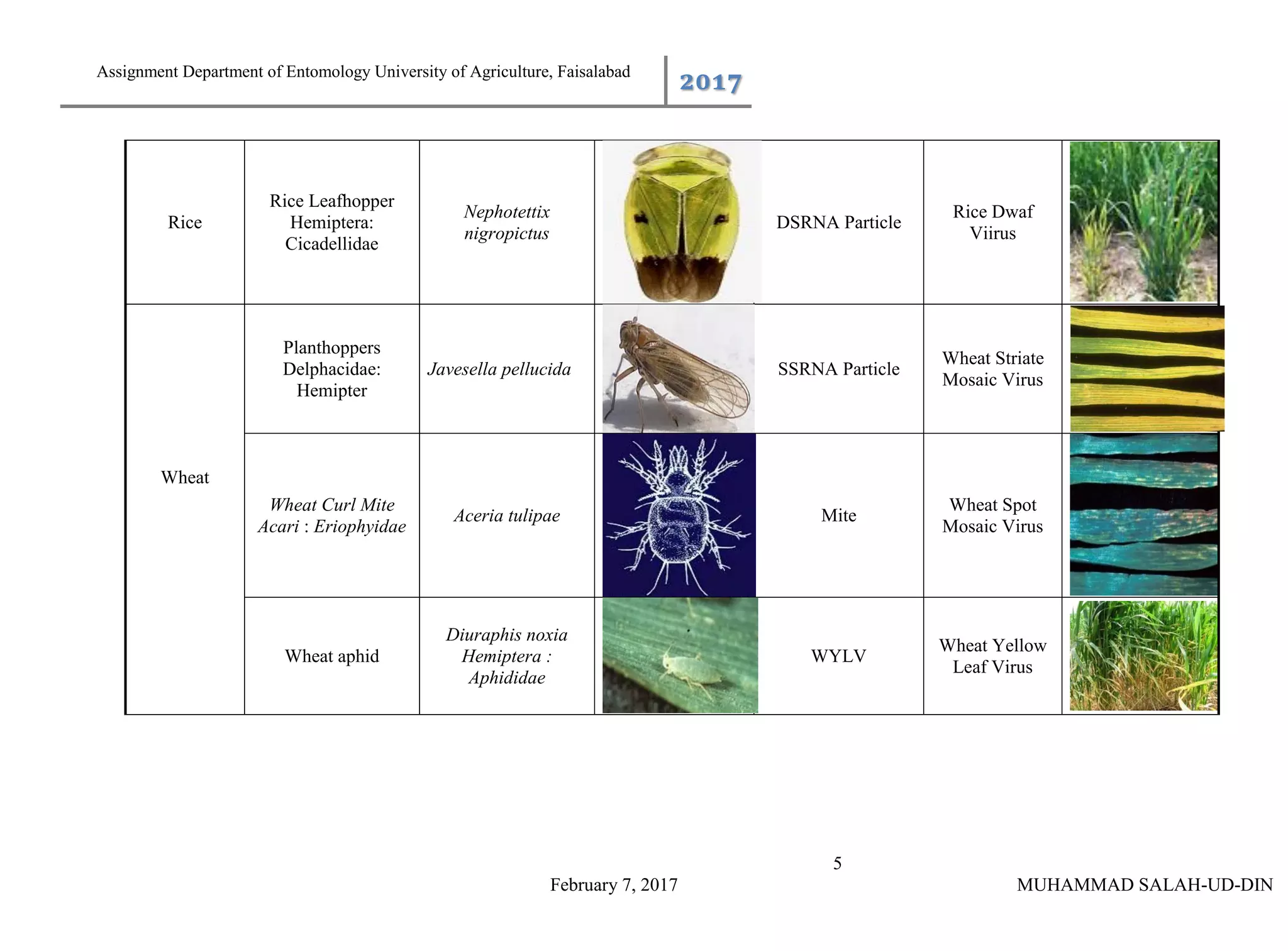 List of Insect Vector Transmitted Plant Diseases & Terminology | PDF