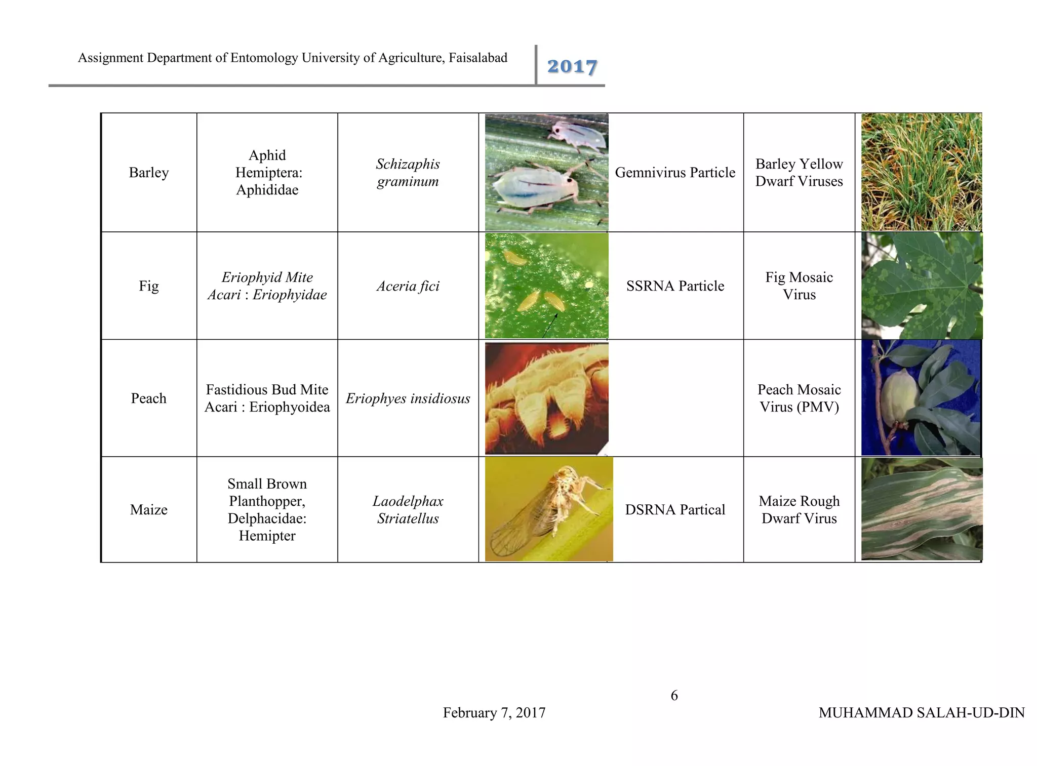 List of Insect Vector Transmitted Plant Diseases & Terminology | PDF