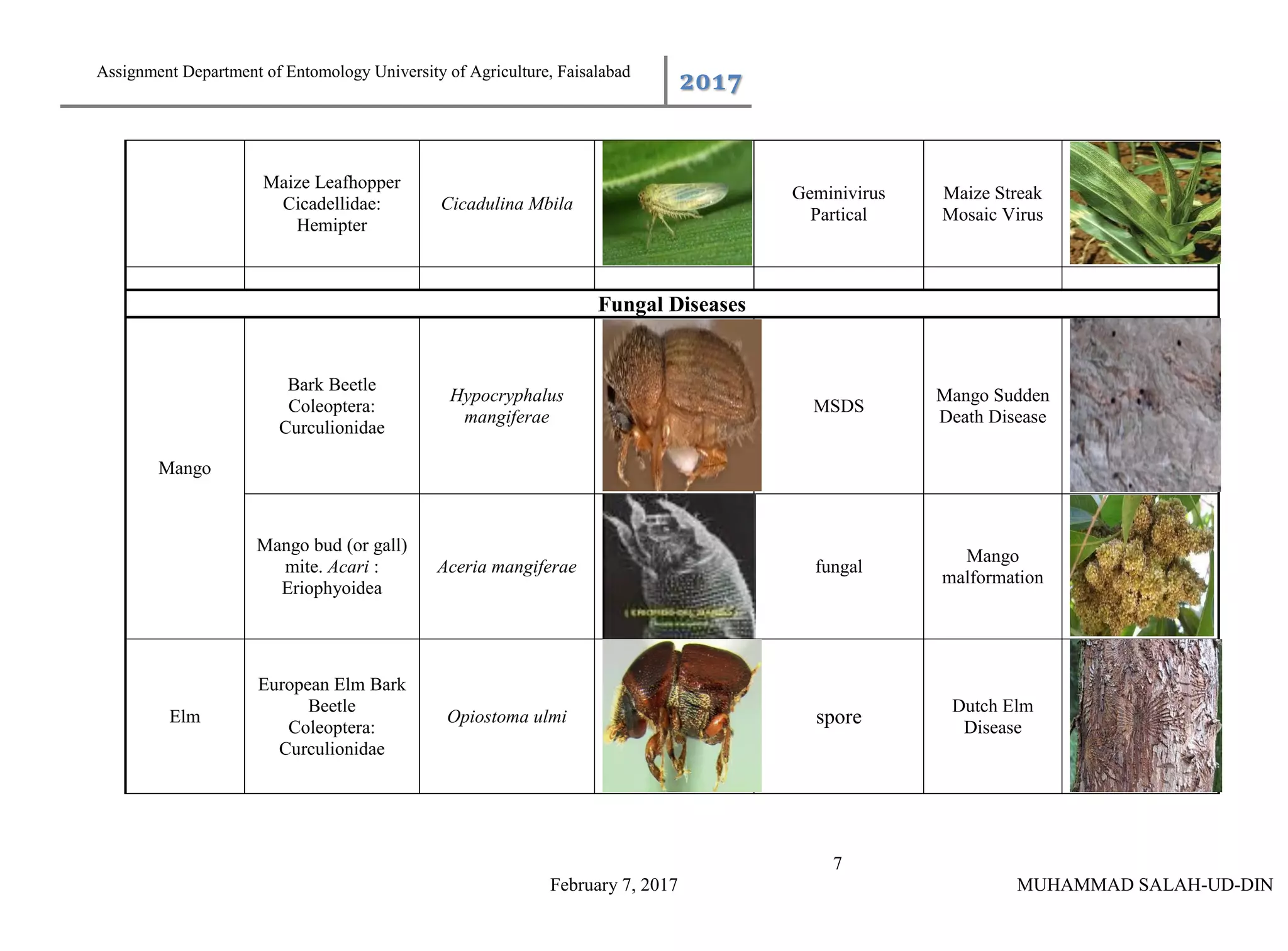 List of Insect Vector Transmitted Plant Diseases & Terminology | PDF