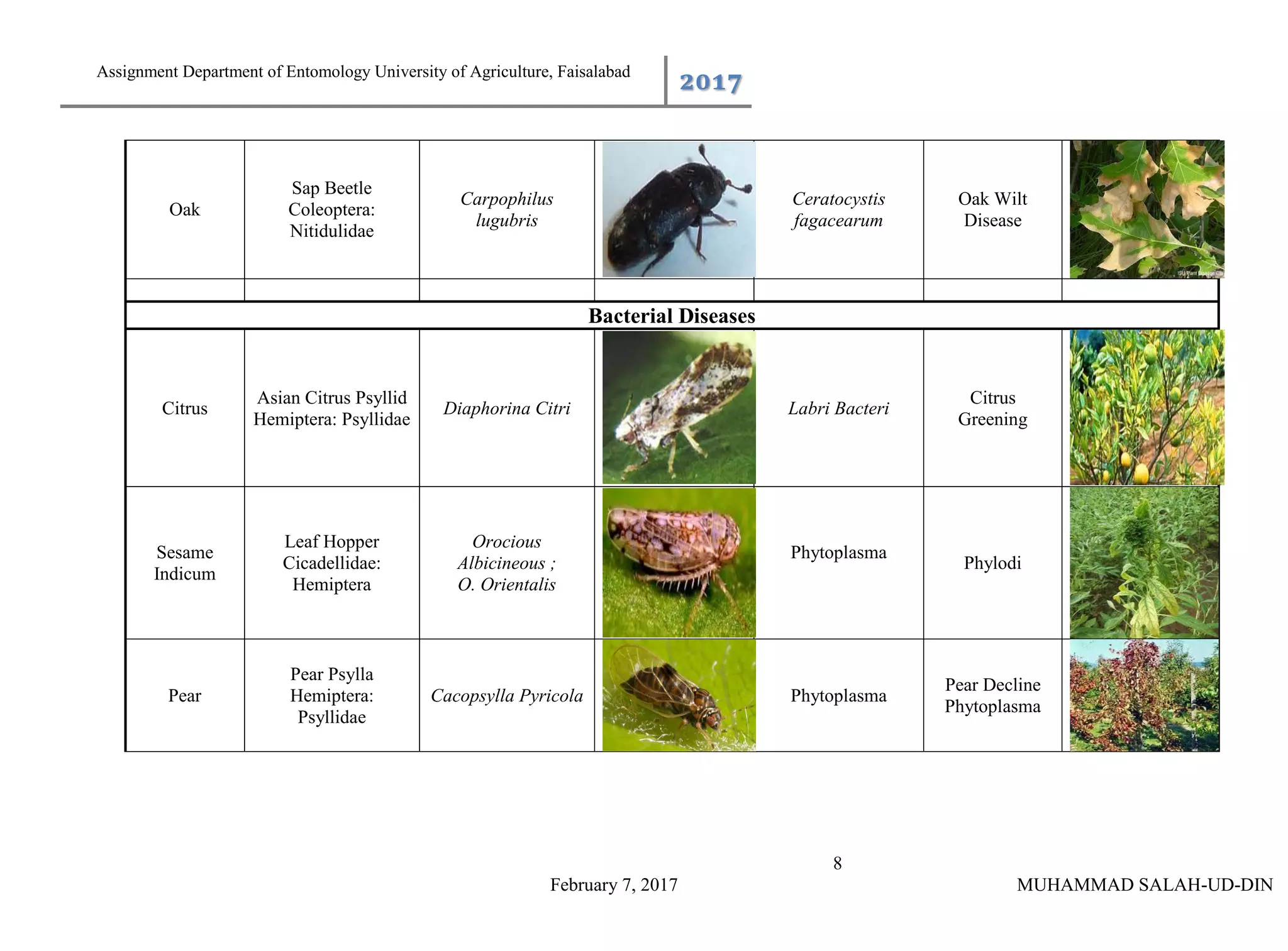 List of Insect Vector Transmitted Plant Diseases & Terminology | PDF