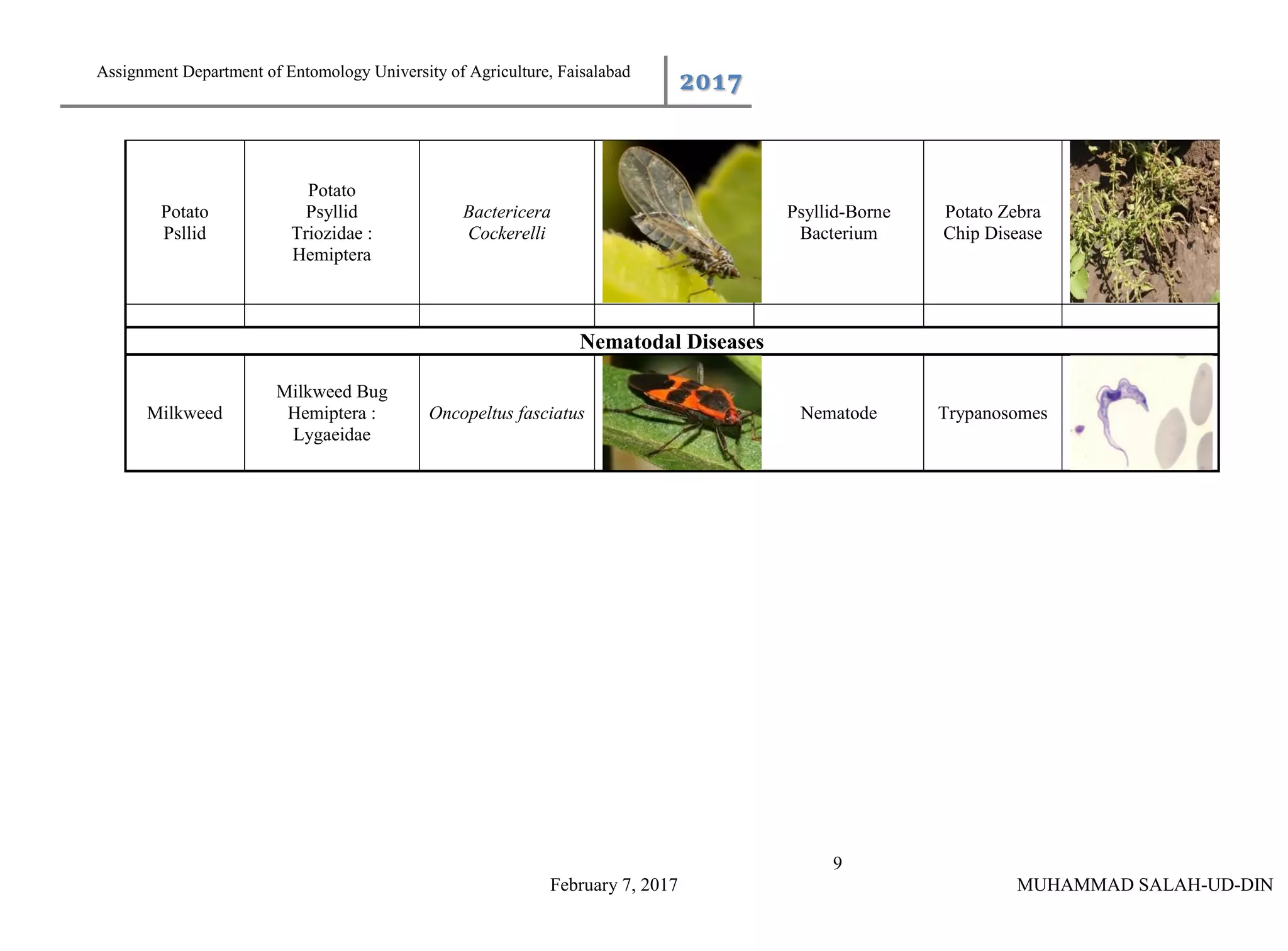 List of Insect Vector Transmitted Plant Diseases & Terminology | PDF