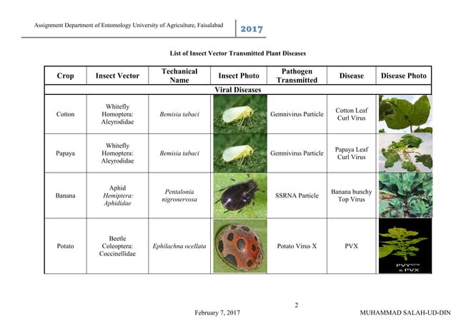 List of Insect Vector Transmitted Plant Diseases & Terminology | PDF