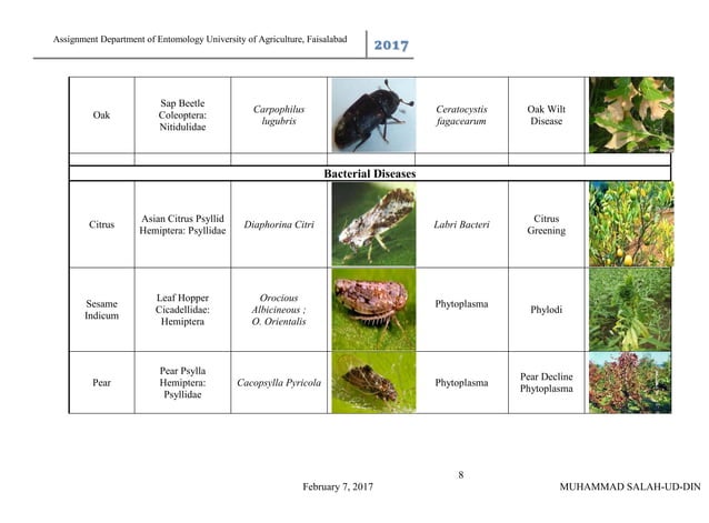 List of Insect Vector Transmitted Plant Diseases & Terminology | PDF