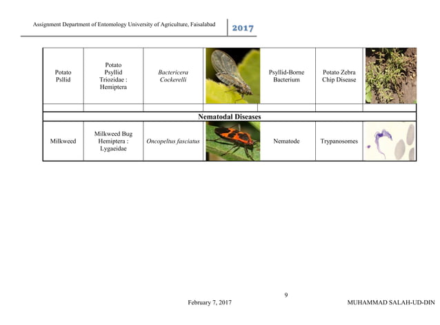 List of Insect Vector Transmitted Plant Diseases & Terminology | PDF