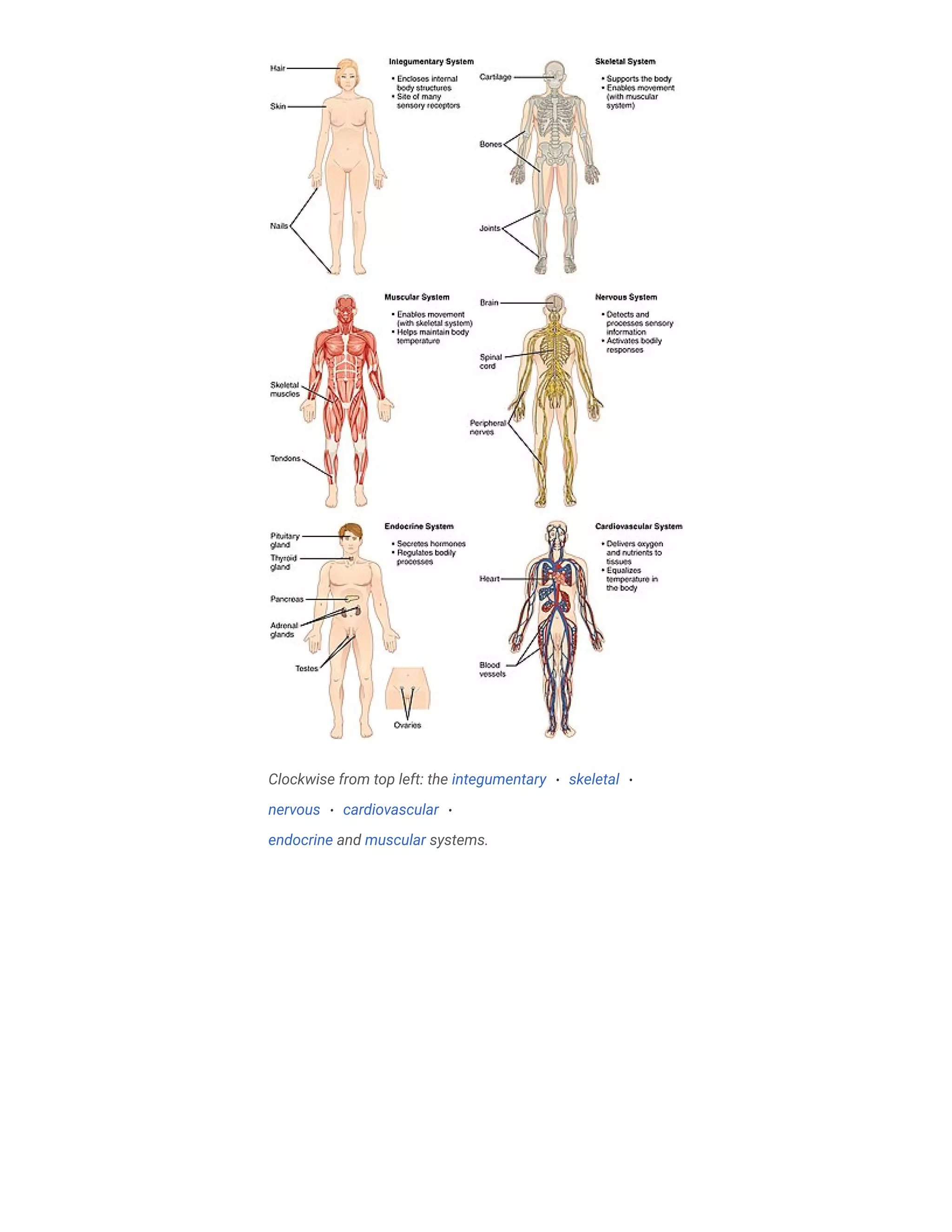 List of systems of the human body - Wikipedia.pdf