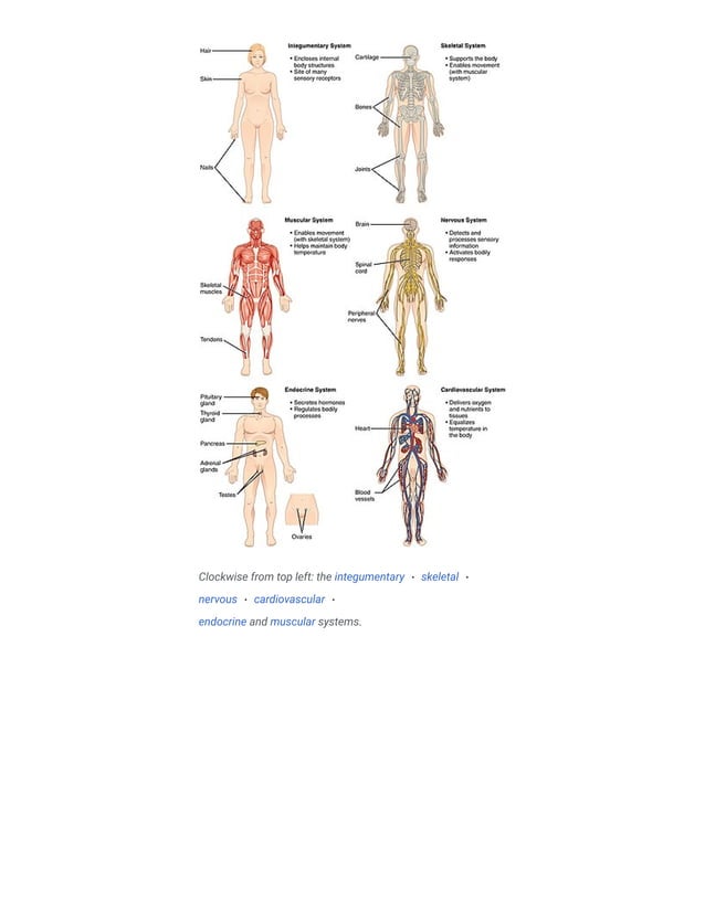 List of systems of the human body - Wikipedia.pdf