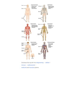 Human Organ Systems List