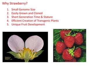 Wild Strawberry: An emerging model for ecological and evolutionary ...