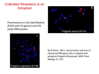 Wild Strawberry: An emerging model for ecological and evolutionary ...
