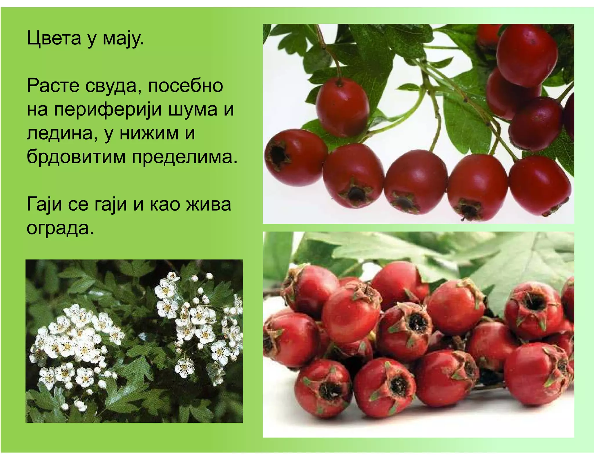 Listopadne šume - biljke | PDF