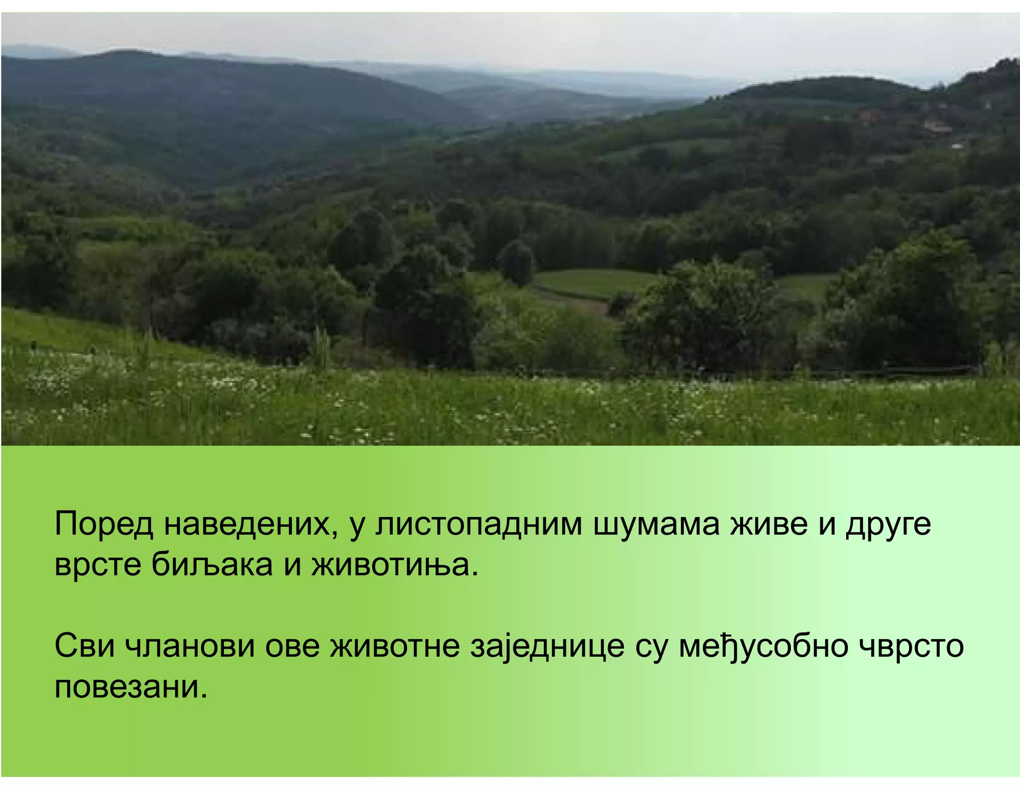 Listopadne šume - biljke | PDF