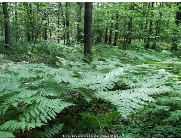 Listopadne šume - biljke | PDF