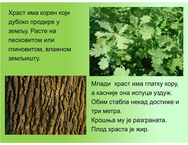 Listopadne šume - biljke | PDF