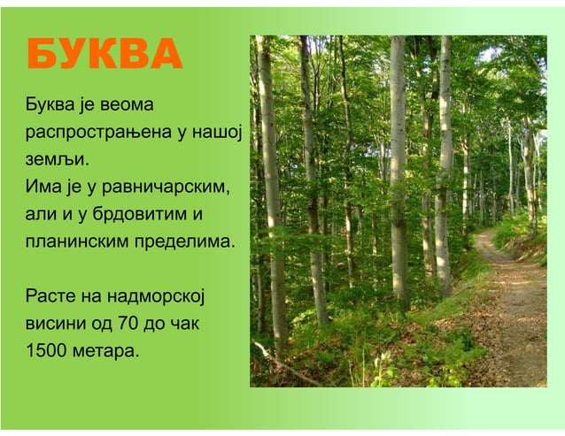 Listopadne šume - biljke | PDF