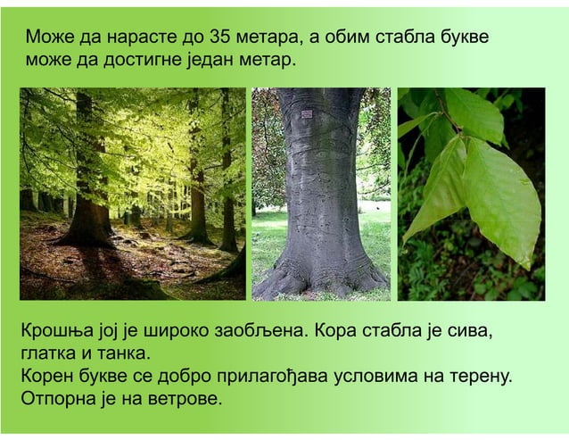 Listopadne šume - biljke | PDF