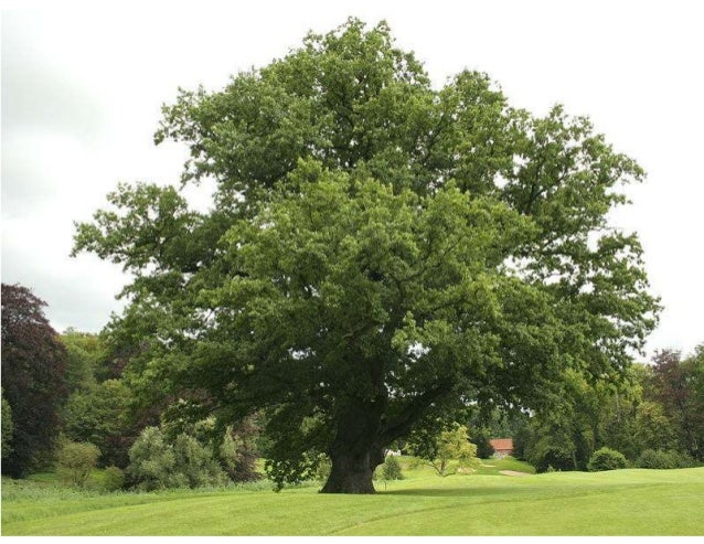 Listopadne šume - biljke